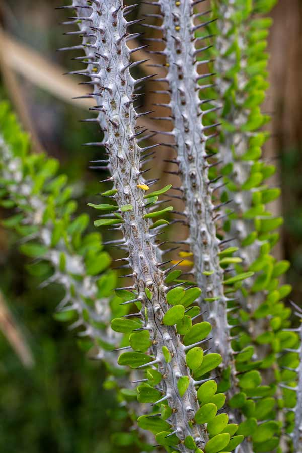 Tixa // Tüskék, tövisek, szőrök - tematikus szakvezetés